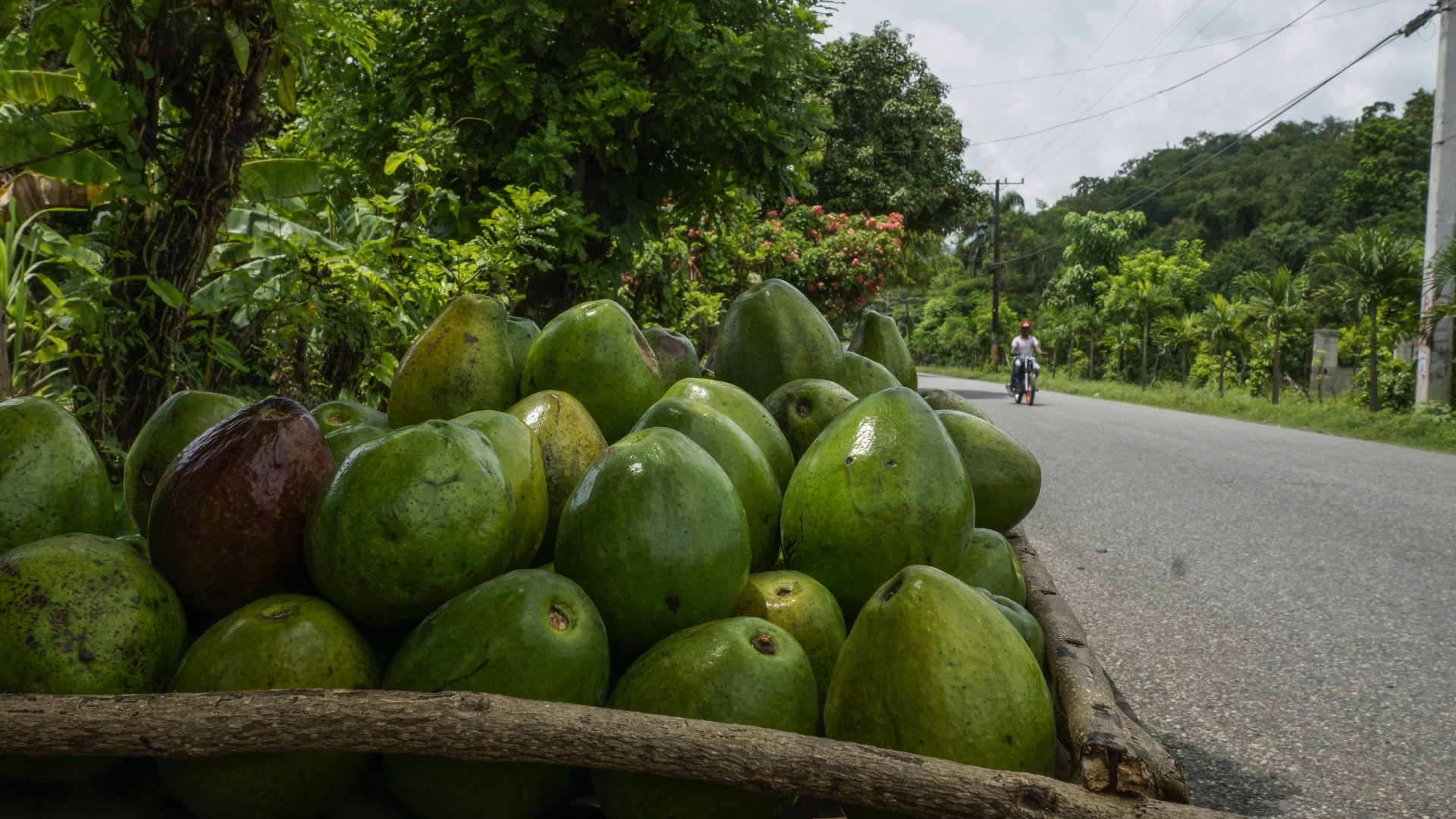 Nigua - SanCristobero.com